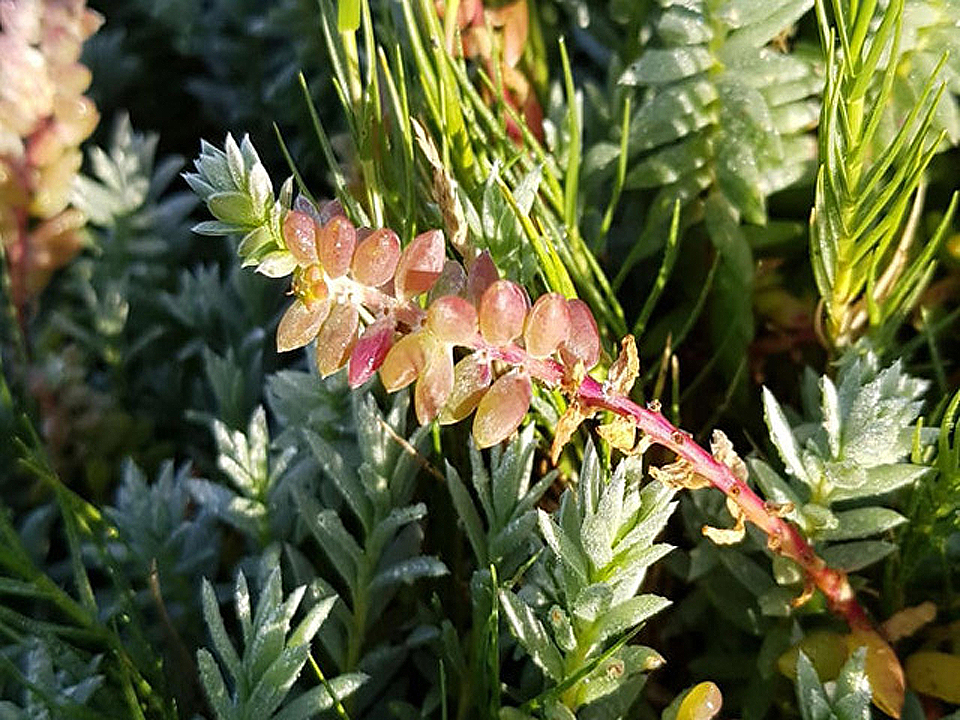Rooi Els (Rooiels) fynbos flora and fauna