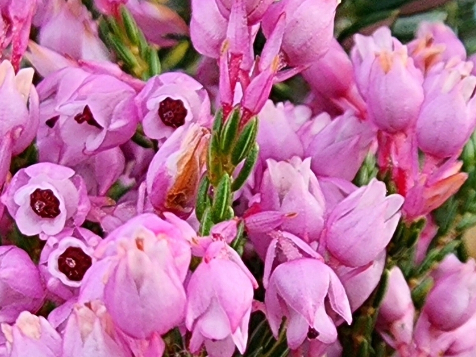 Rooi Els (Rooiels) fynbos flora and fauna